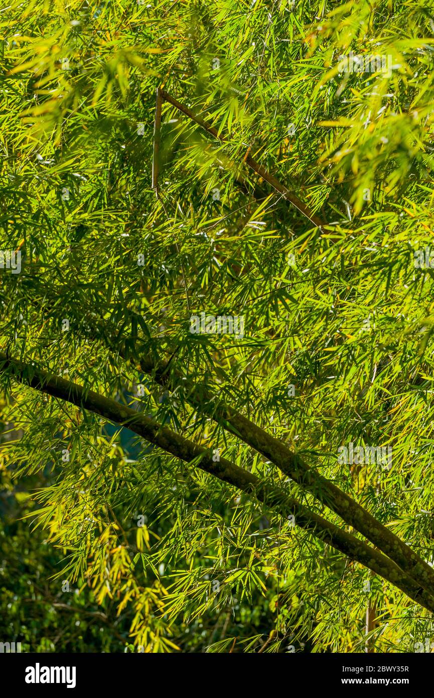 Backlit bamboo in the Caratinga Biological Reserve in the state of ...