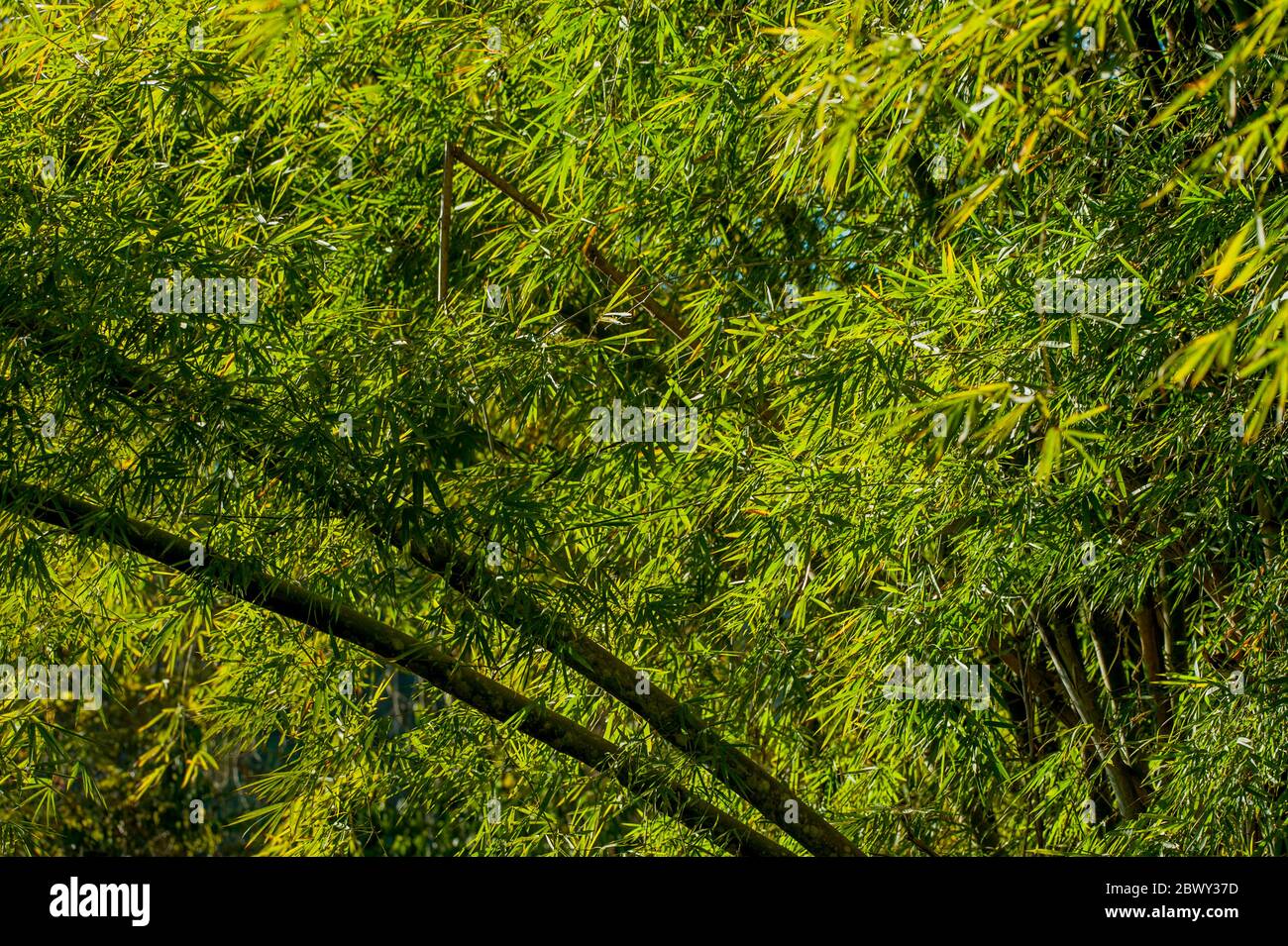 Backlit bamboo in the Caratinga Biological Reserve in the state of ...