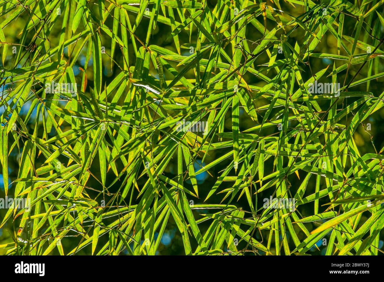 Backlit bamboo in the Caratinga Biological Reserve in the state of ...