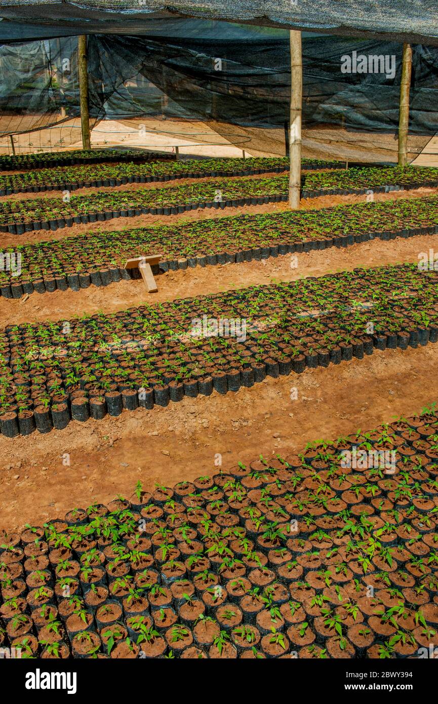 South american rainforest seedling hi-res stock photography and images ...