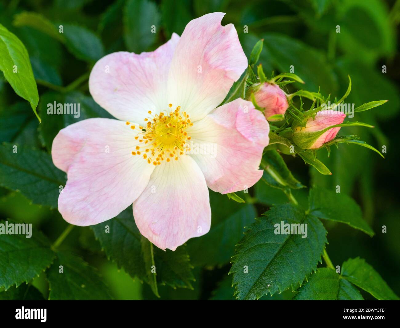 Spring and early summer display hi-res stock photography and images - Alamy
