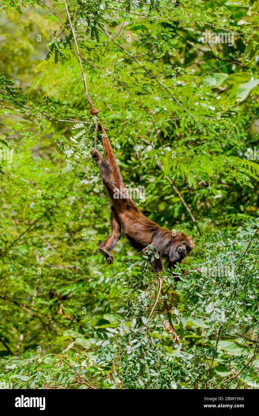 Species of monkey hi-res stock photography and images - Alamy