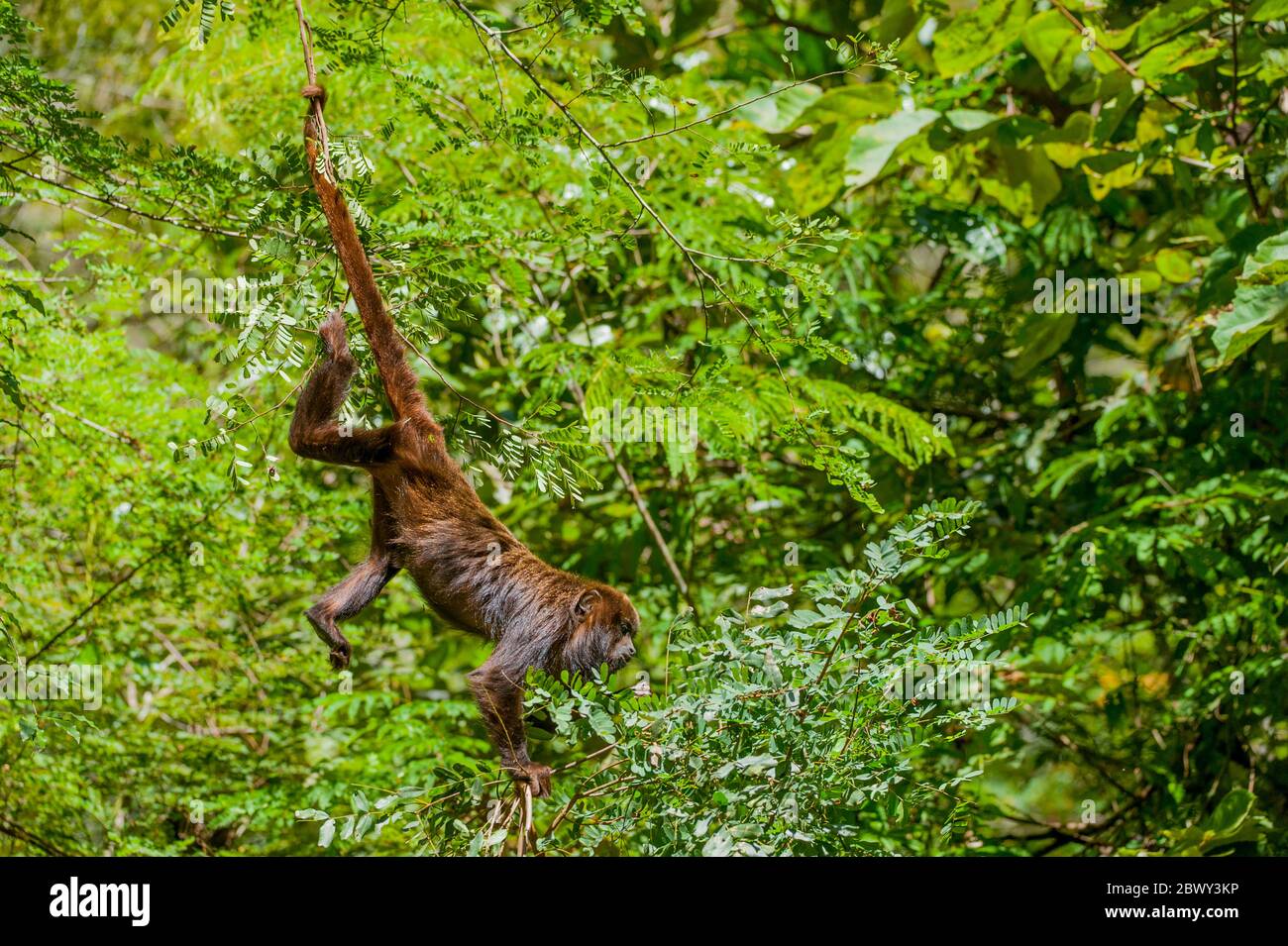 A brown howler (Alouatta guariba), also known as brown howler monkey ...
