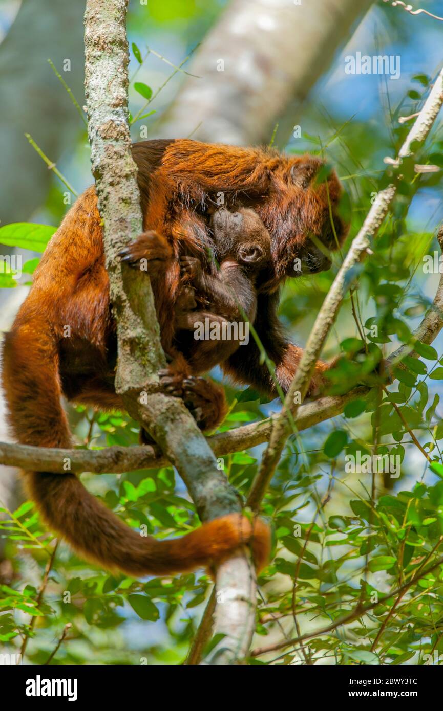 A brown howler (Alouatta guariba) with baby, also known as brown howler ...