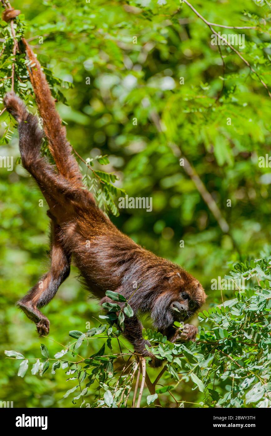 Species of monkey hi-res stock photography and images - Alamy