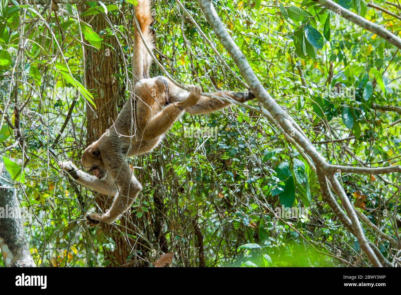 Woolly spider monkey atlantic forest hi-res stock photography and ...