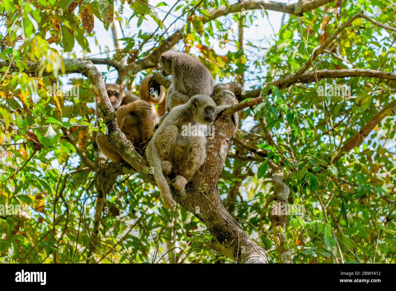 Northern muriqui monkeys (Brachyteles hypoxanthus) are an endangered ...