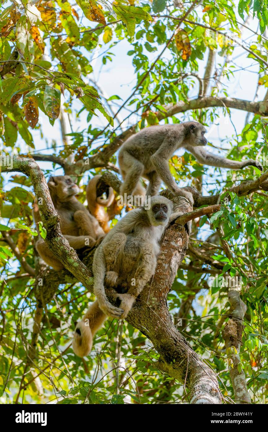 Northern muriqui monkeys (Brachyteles hypoxanthus) are an endangered ...