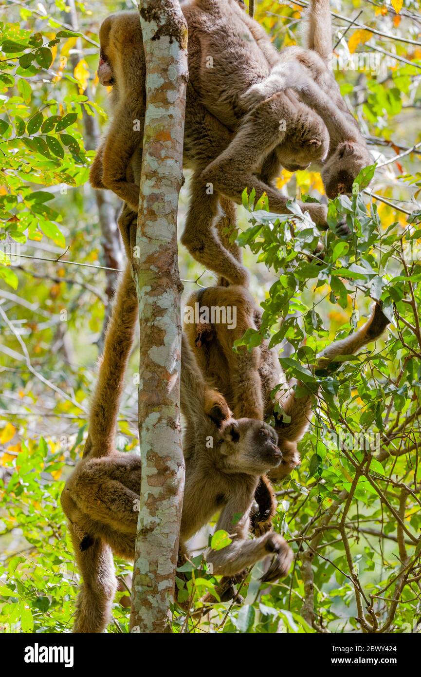 Northern muriqui monkeys (Brachyteles hypoxanthus) are an endangered ...