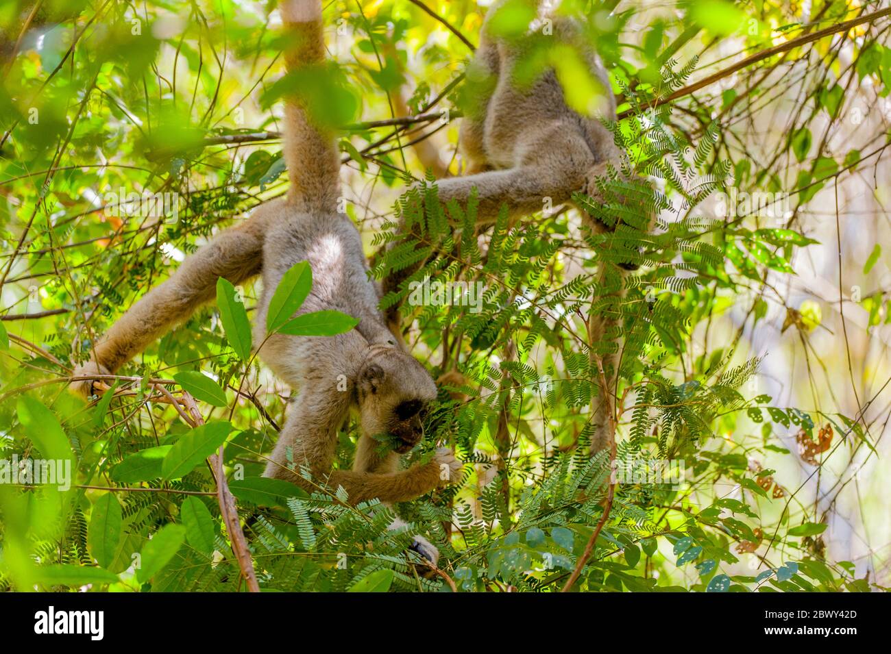Northern muriqui monkeys (Brachyteles hypoxanthus) are an endangered ...