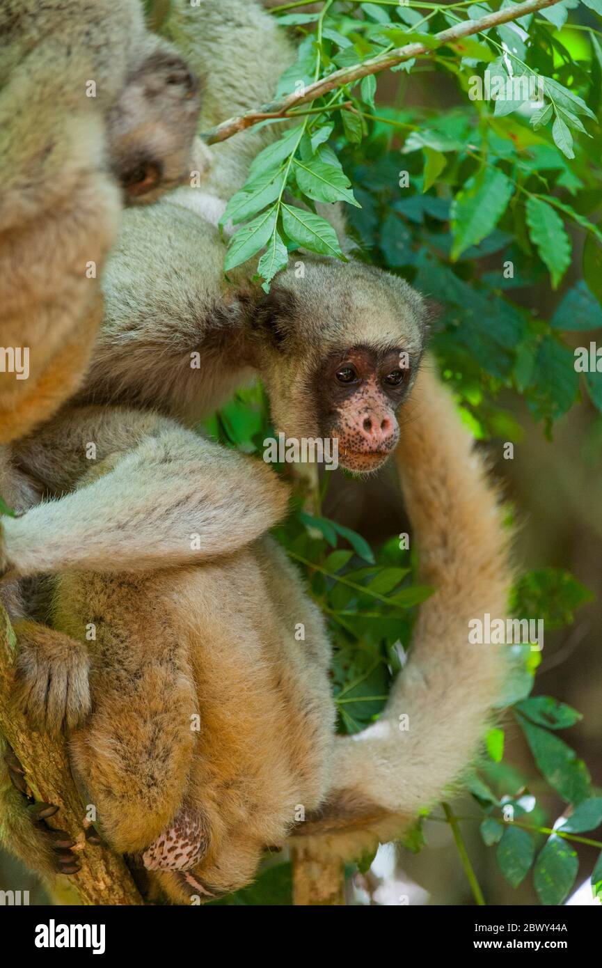 Northern muriqui monkeys (Brachyteles hypoxanthus) are an endangered ...