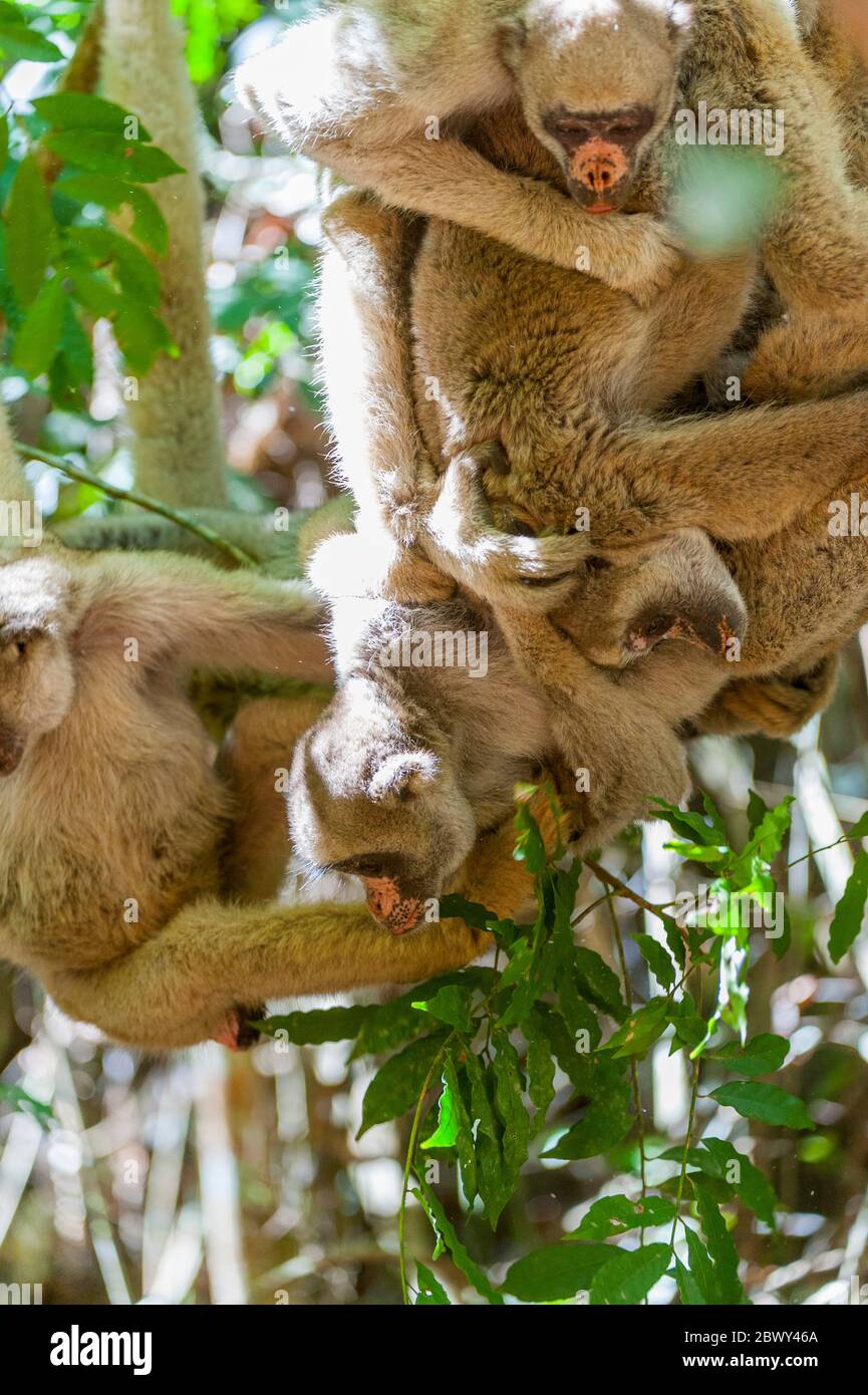 Northern muriqui monkeys (Brachyteles hypoxanthus) are an endangered ...
