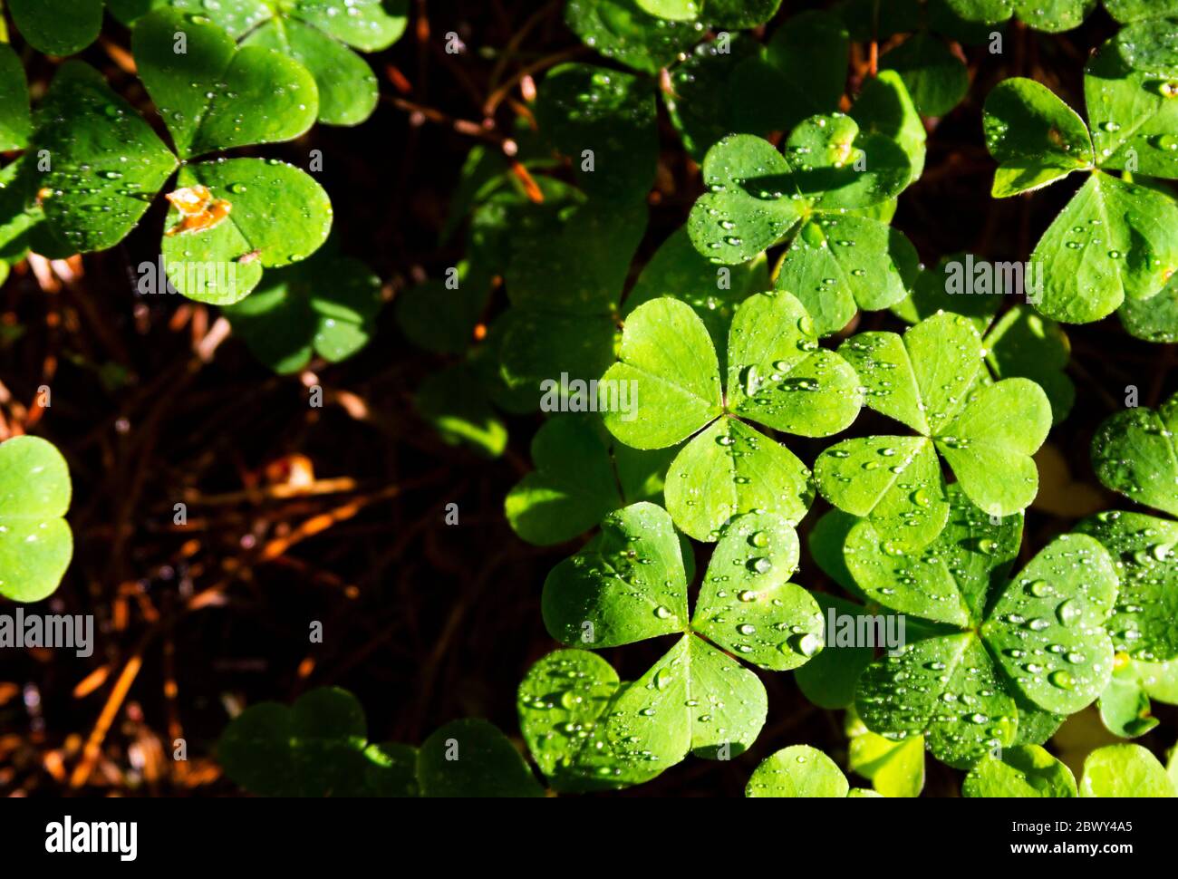 clover background green shamrock after rain, fresh green juicy Stock ...