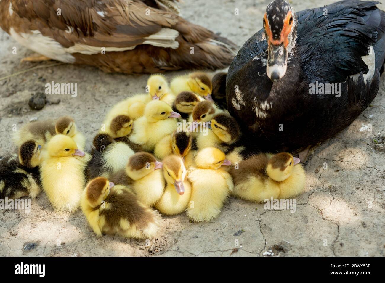 Mother duck with her ducklings. There are many ducklings following the ...