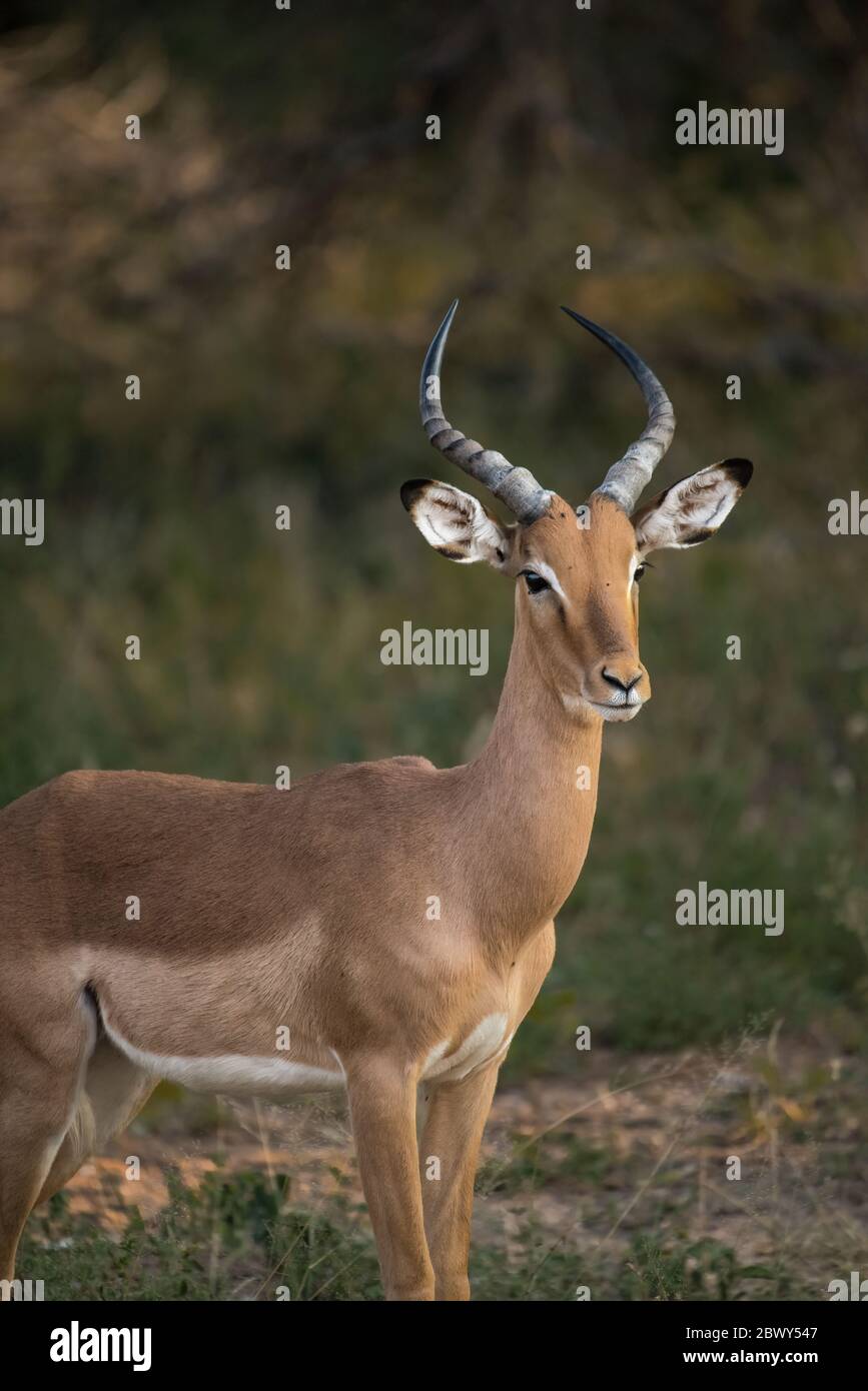 Four horned antelope hi-res stock photography and images - Alamy