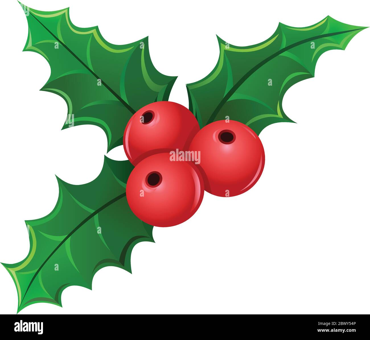 Holly plant berry Stock Vector Images - Alamy