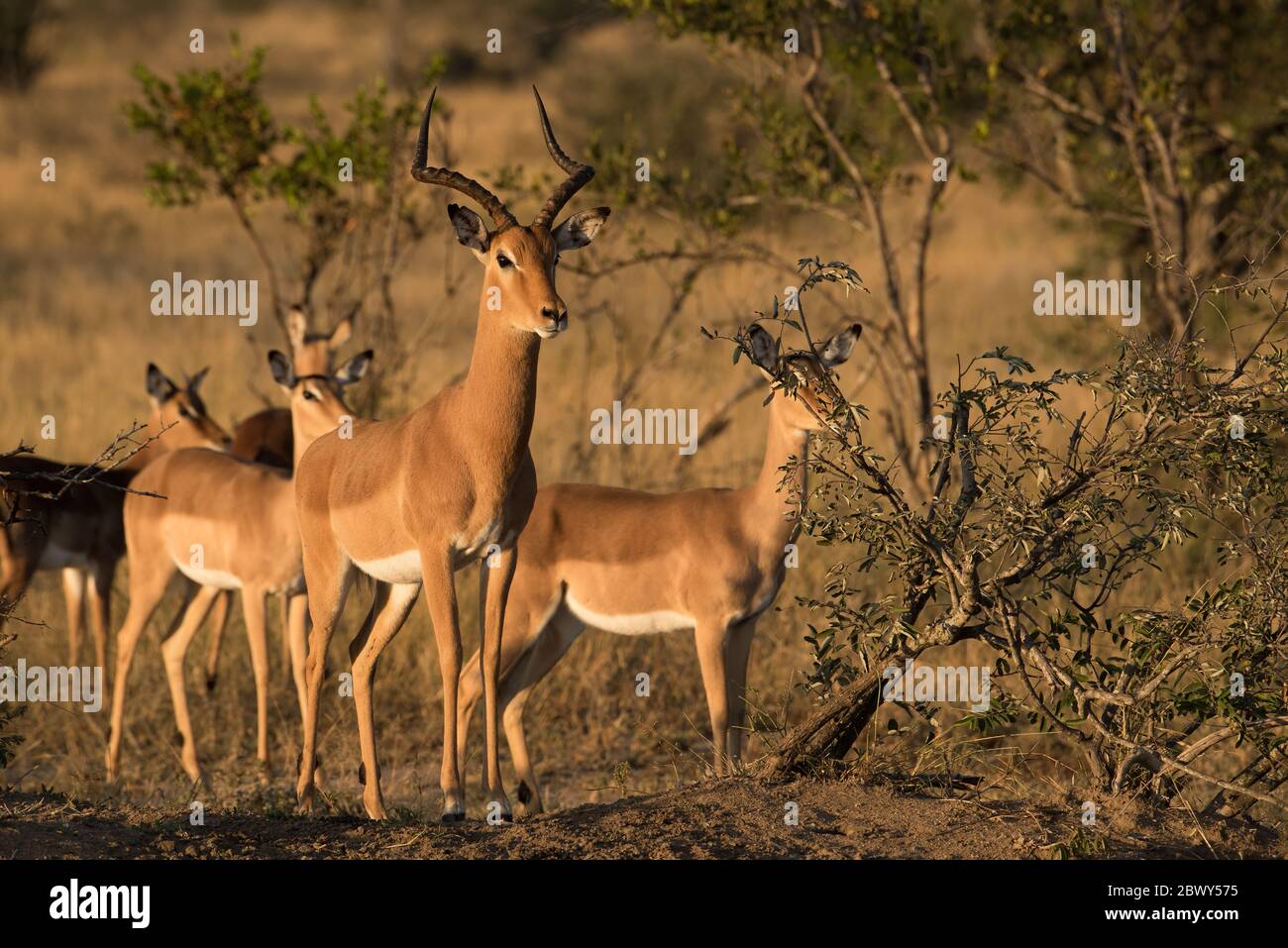 Impala ram guards his harem in the South Africa bush veld Stock Photo ...