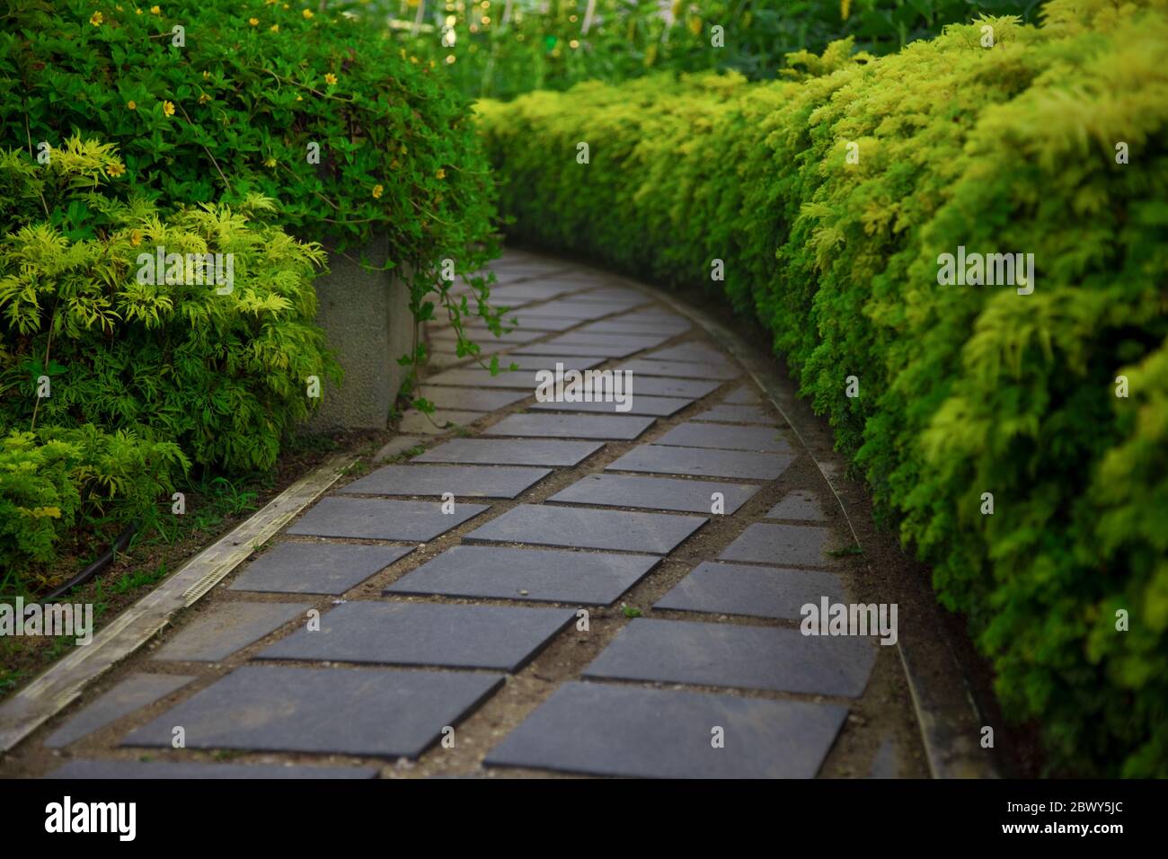 Paved walkway green lush hi-res stock photography and images - Alamy