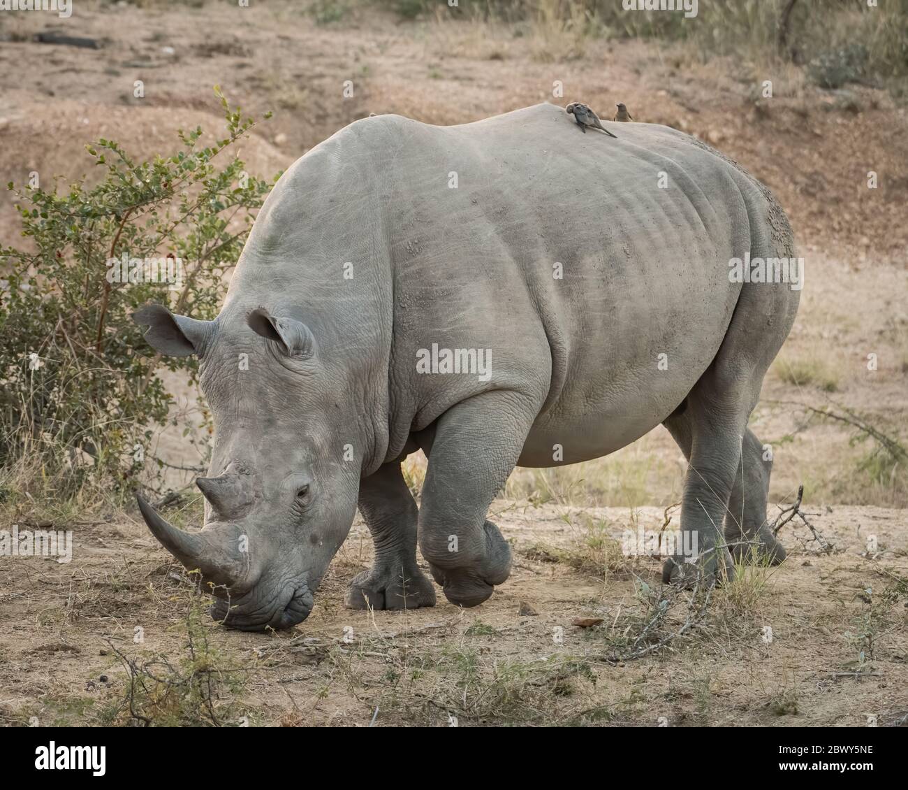 Large white rhino living in Greater Kruger, the area outside of Kruger ...