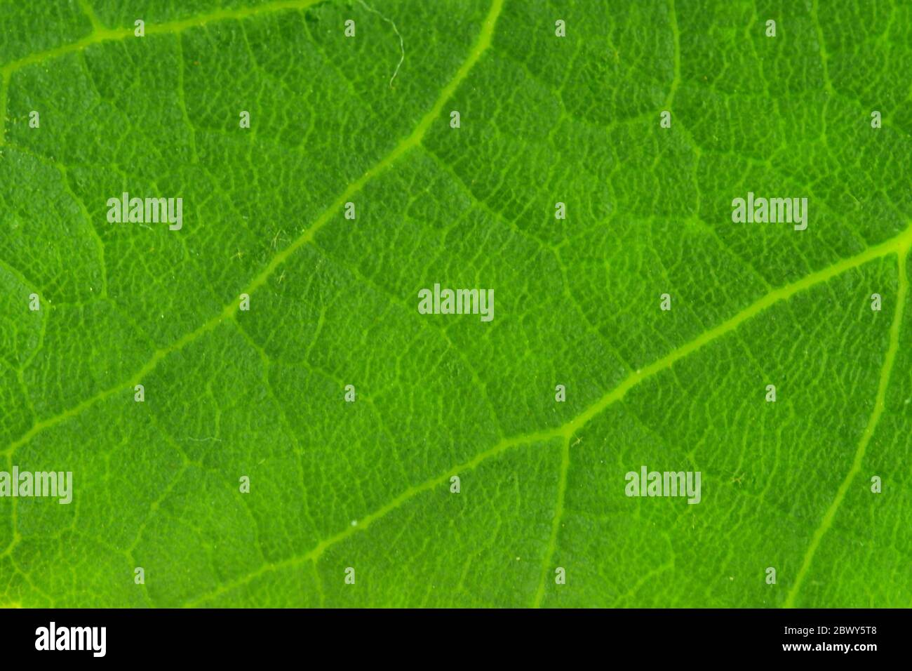 Abstract green leaf texture for background. Front side of leaf. Macro ...