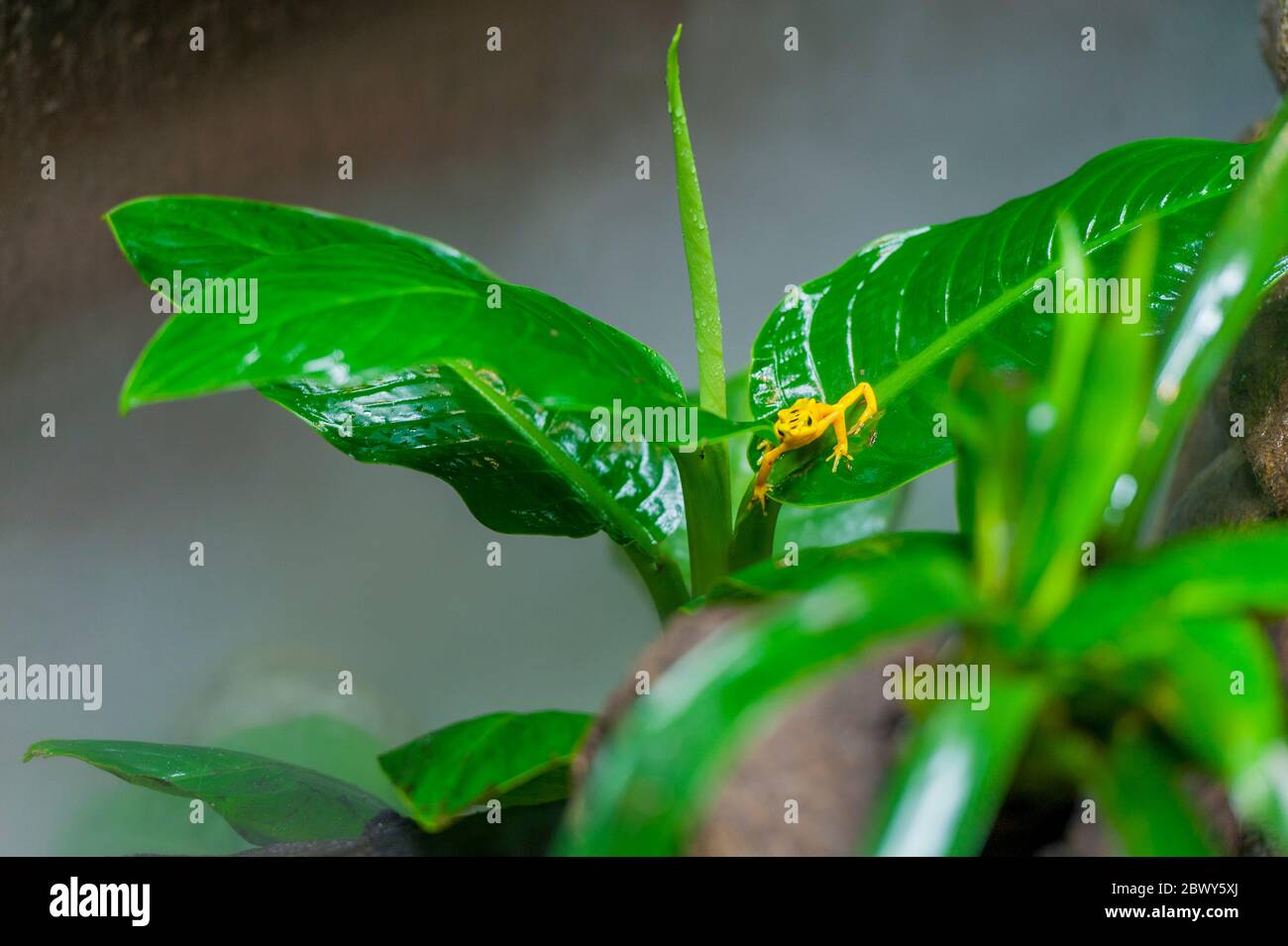 The Panamanian golden frog (Atelopus zeteki), also known as Cerro ...