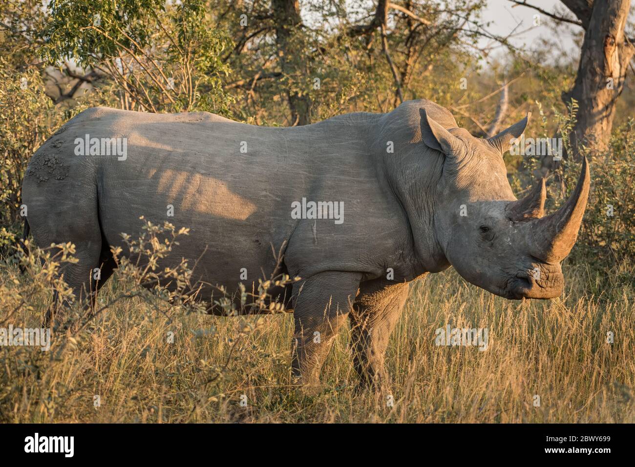Large white rhino living in Greater Kruger, the area outside of Kruger ...