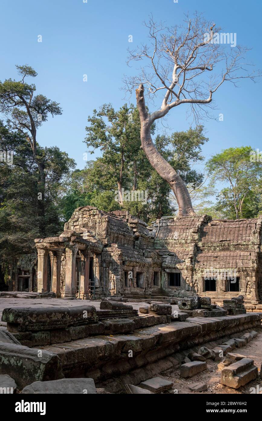 Ta prohm strangler fig tree hi-res stock photography and images - Alamy