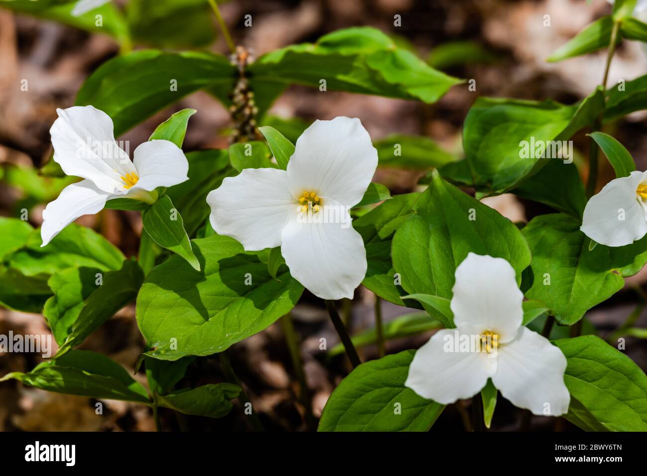 Great white trillium flower in the city park Stock Photo - Alamy
