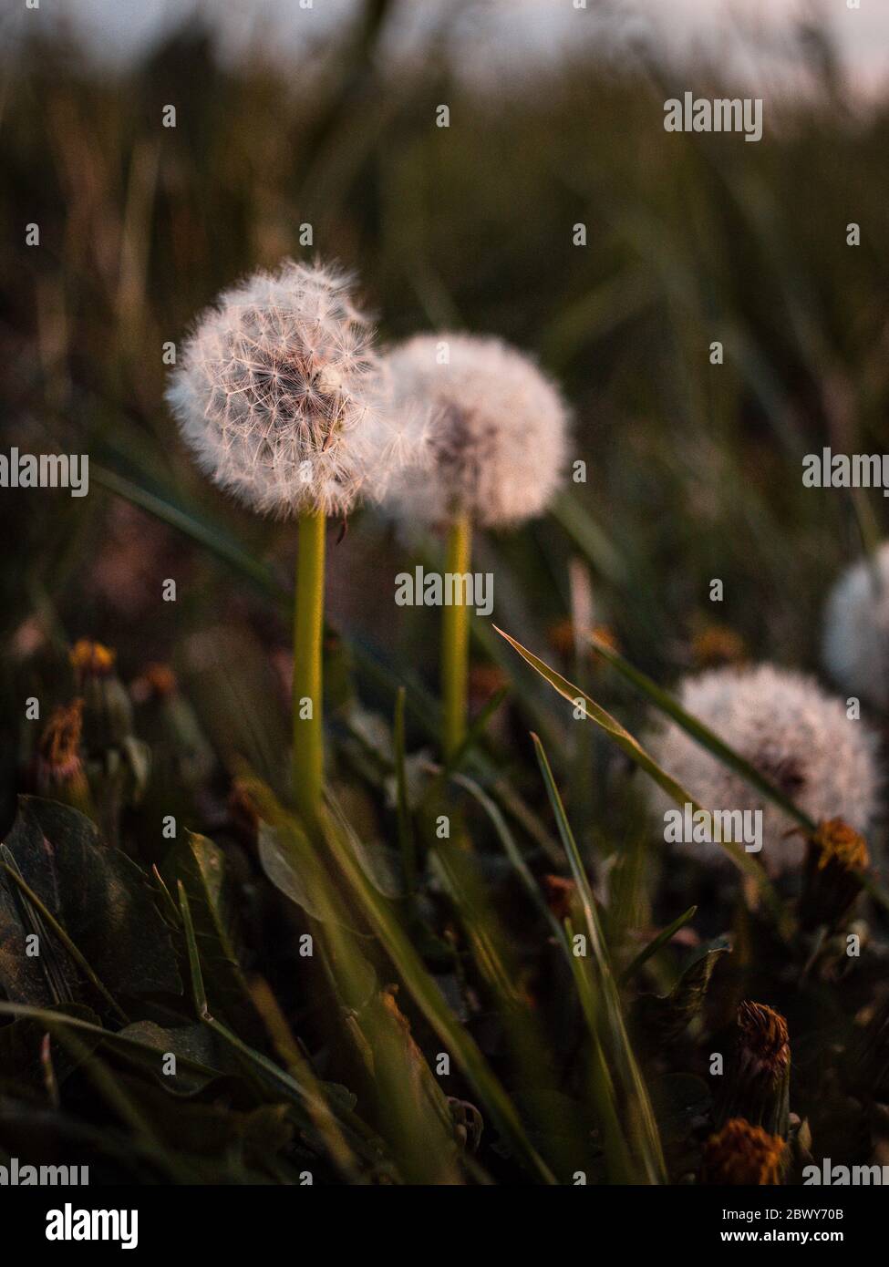 Golden dandelion hi-res stock photography and images - Alamy