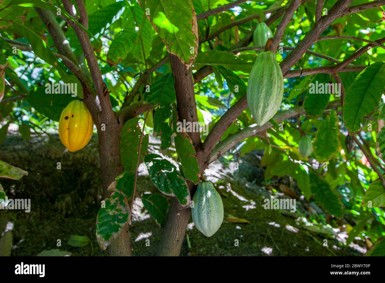 El cacao hi-res stock photography and images - Alamy