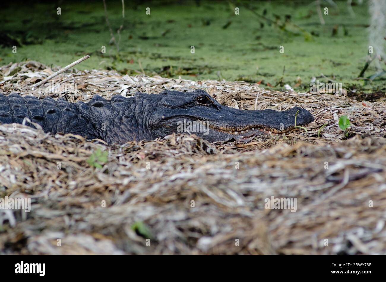 A close up alligator profile along the Silver River in Silver Springs ...