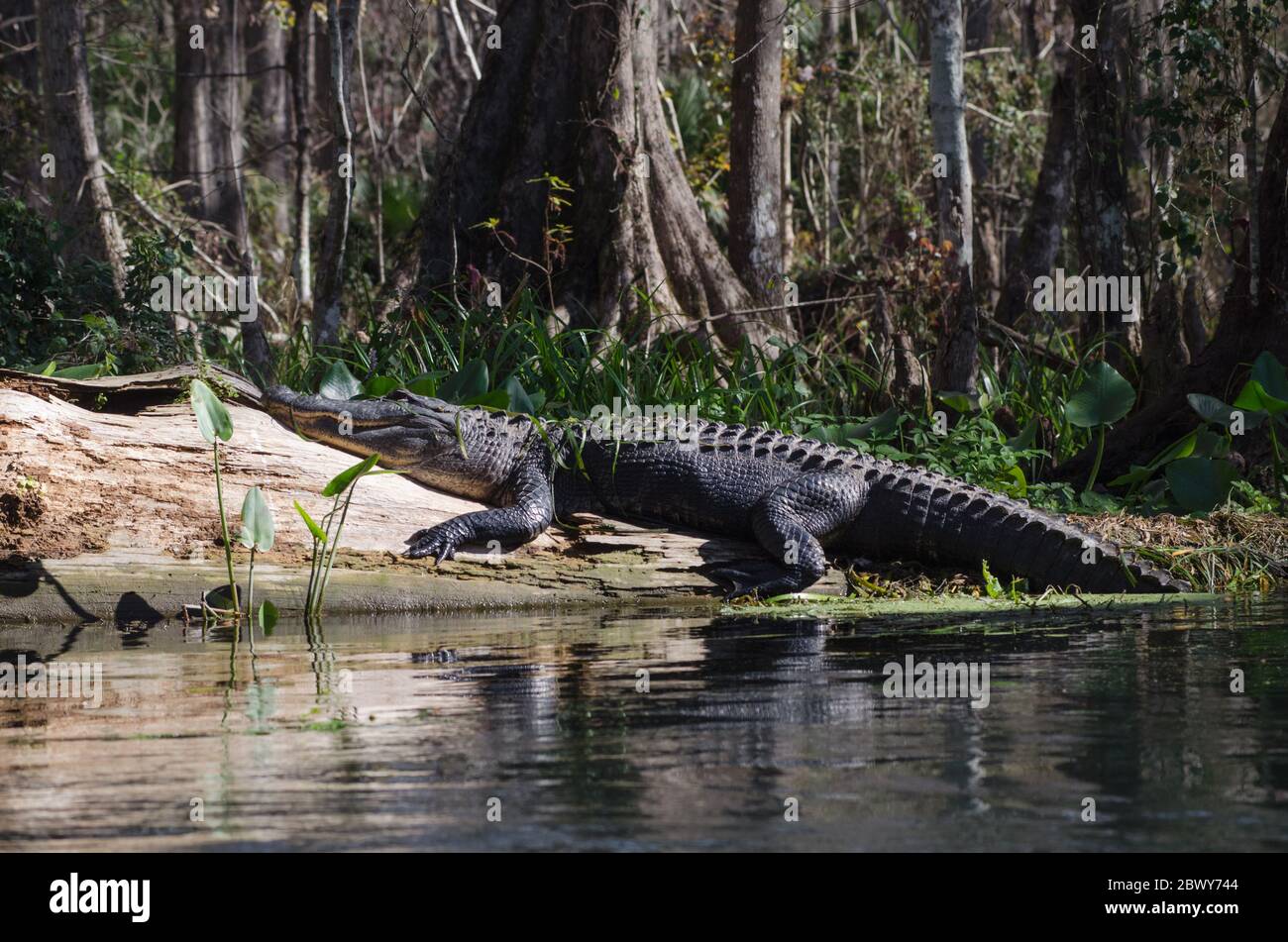 Alligator tree hi-res stock photography and images - Alamy