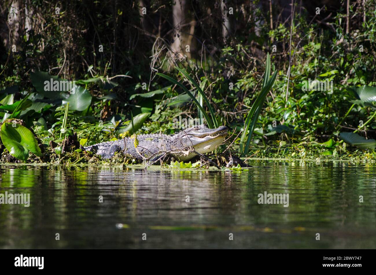 Florida silver springs state park silver river hi-res stock photography ...