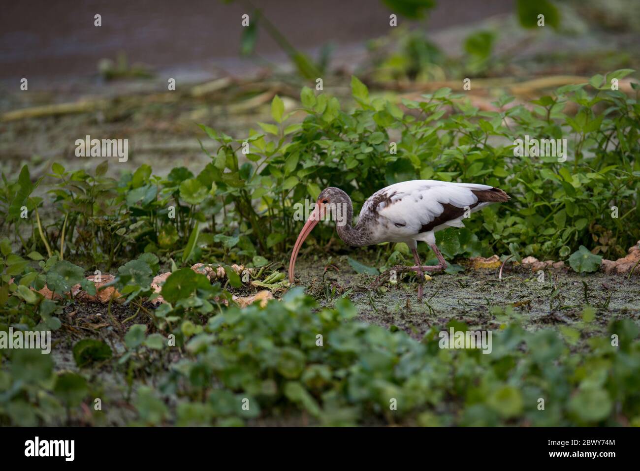 An immature American White Ibis hunts for food along the Silver River ...