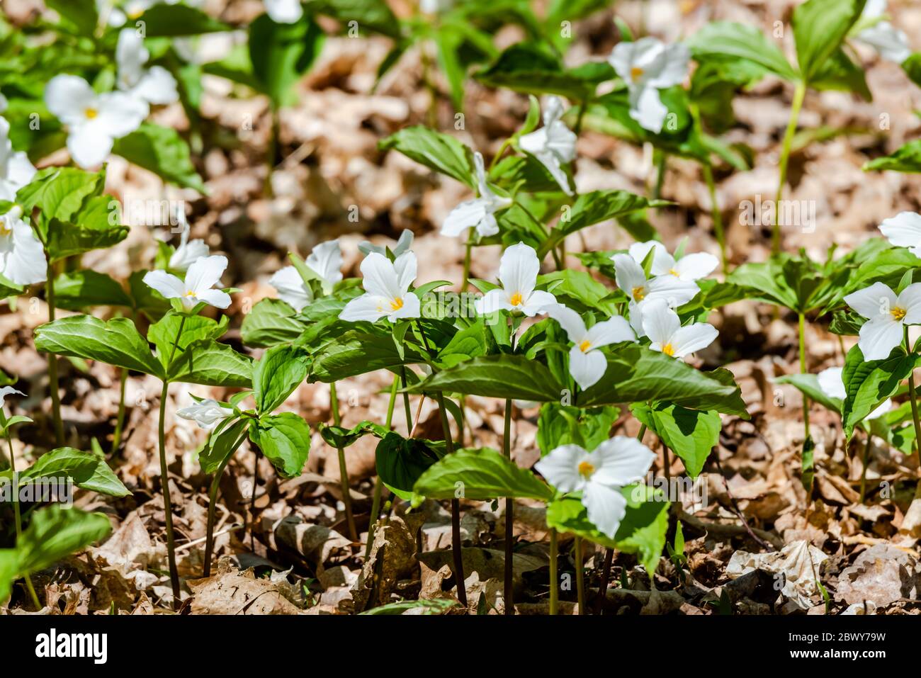 Double white may hi-res stock photography and images - Alamy