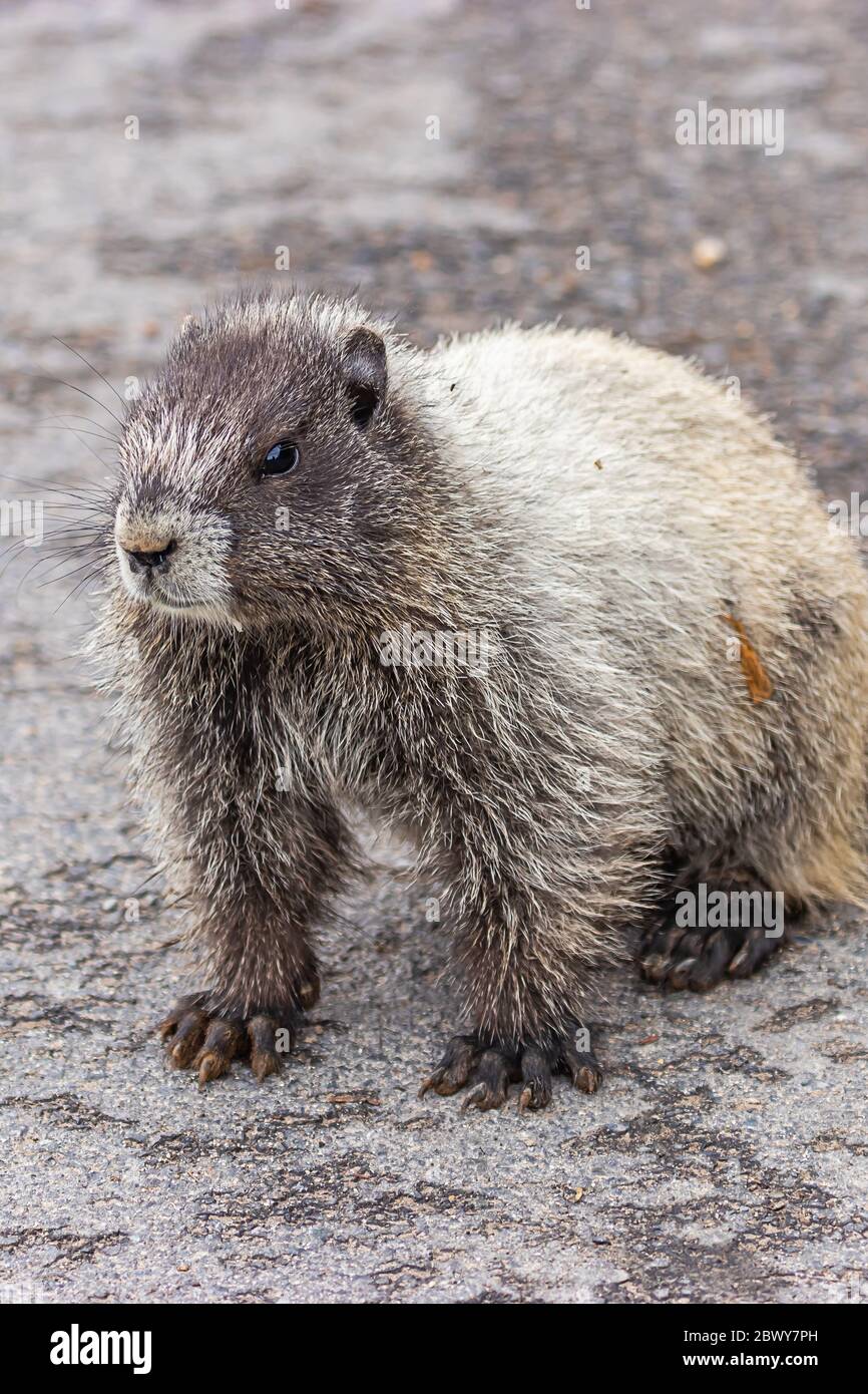 large marmot sits on paved road in august near wilderness area of ...