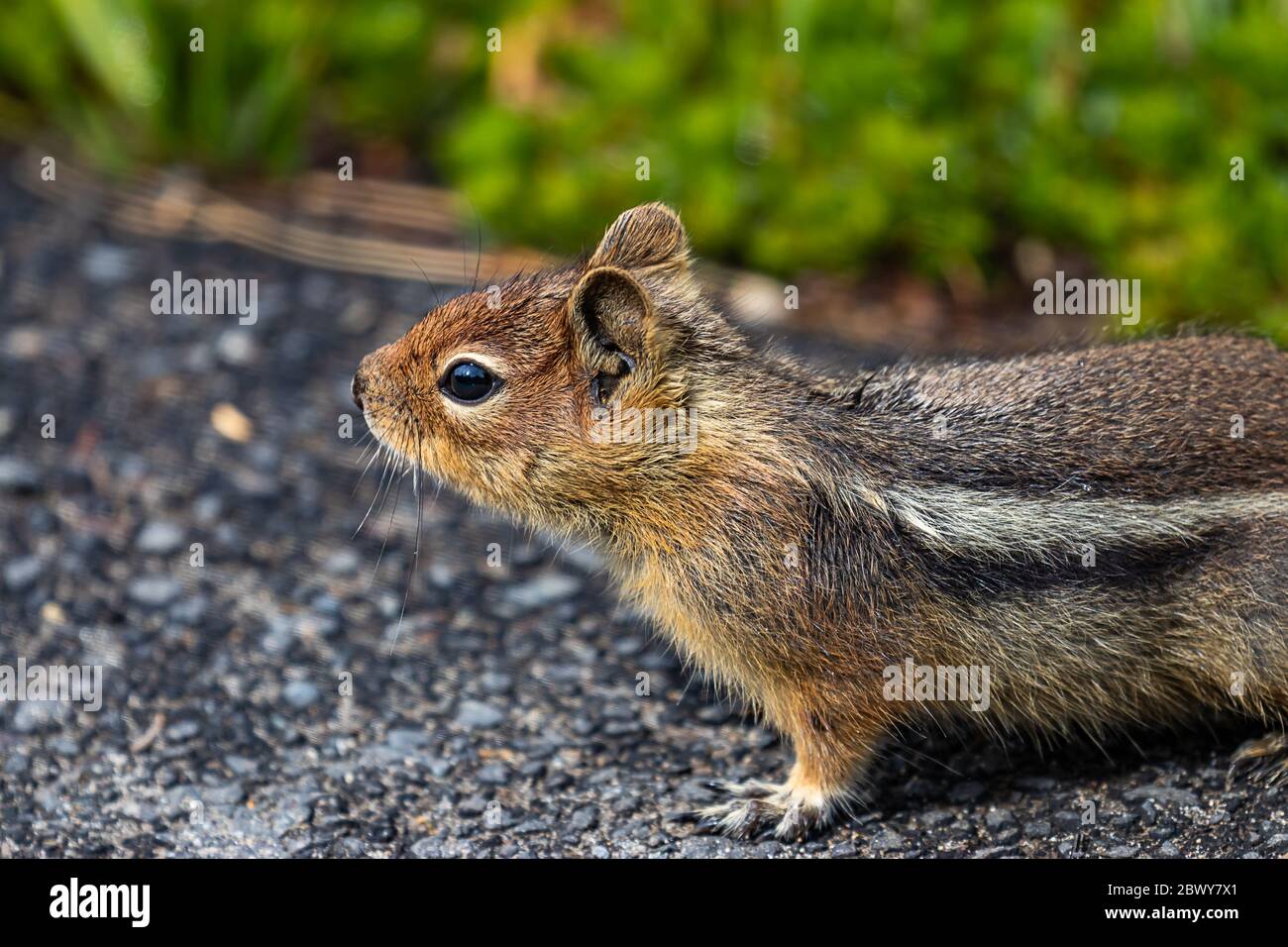 chipmunk standing on paved road near green field in summer Stock Photo ...
