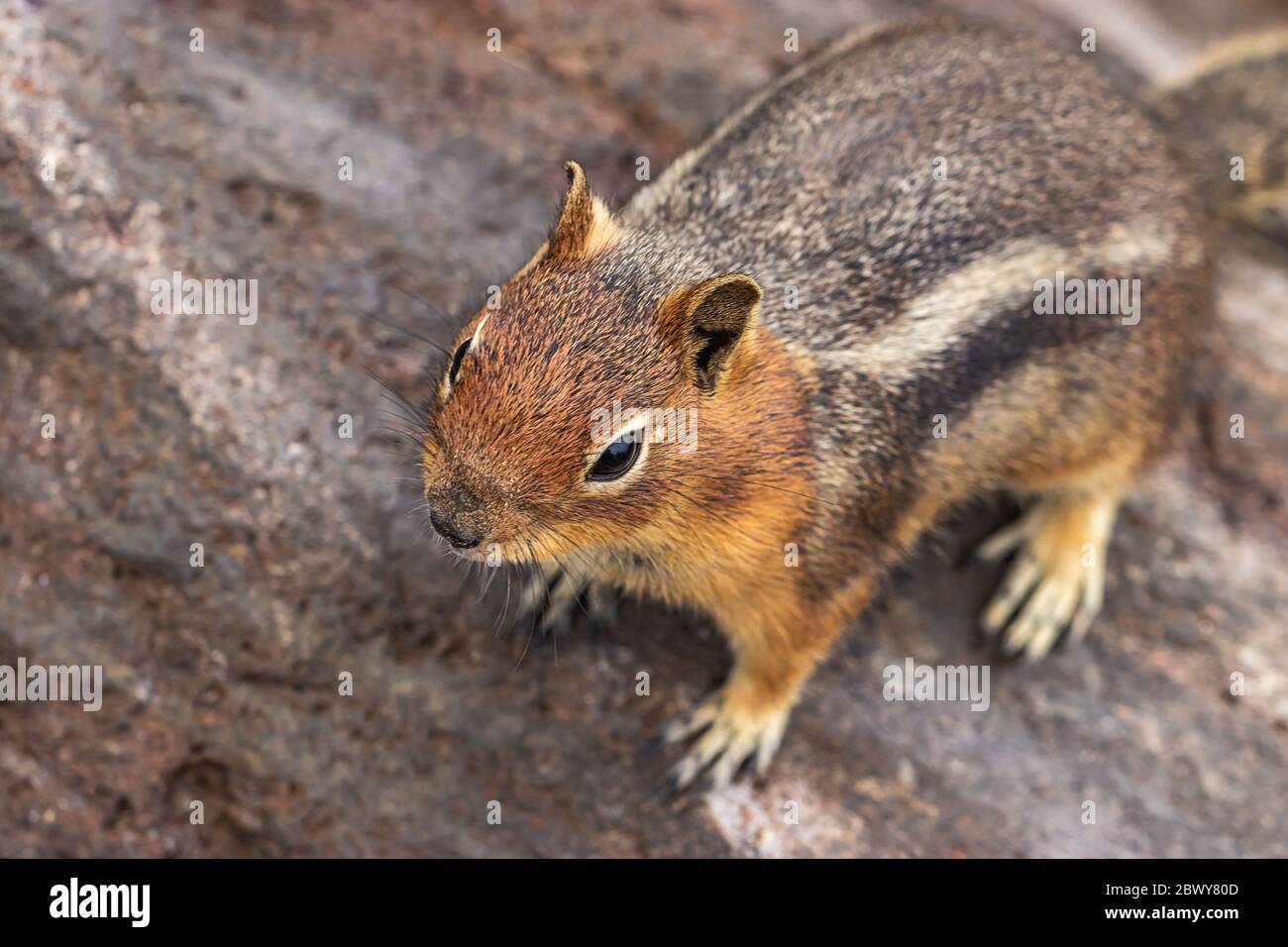Face view of chipmunk hi-res stock photography and images - Alamy