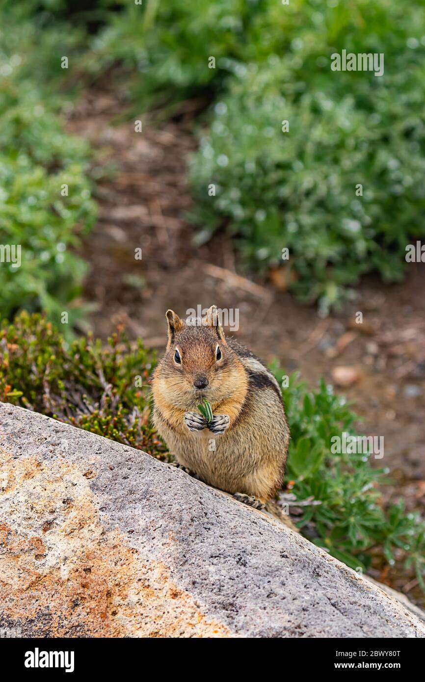 Chipmunk bite hi-res stock photography and images - Alamy