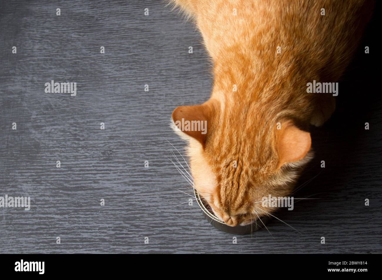 Veterinary nutrition hi-res stock photography and images - Alamy