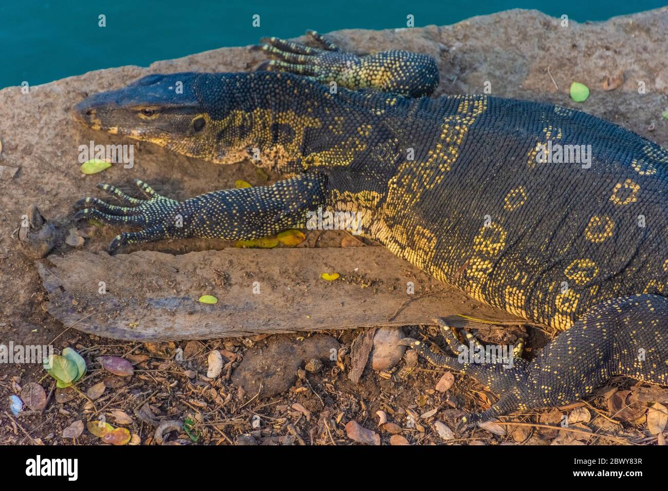 Wild monitor lizard in Lumphini Park, Bangkok, Thailand Stock Photo - Alamy