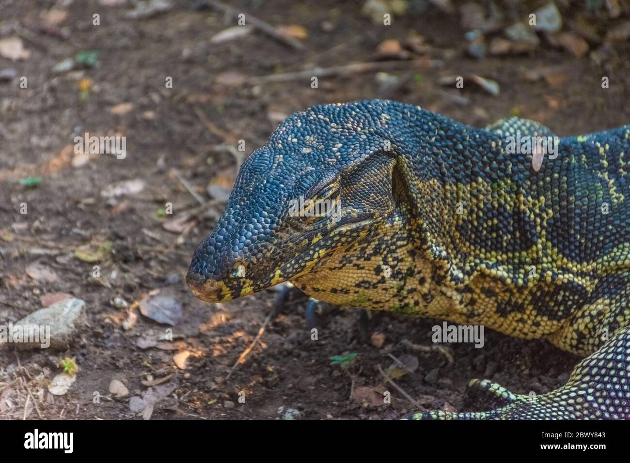 Wild monitor lizard in Lumphini Park, Bangkok, Thailand Stock Photo - Alamy