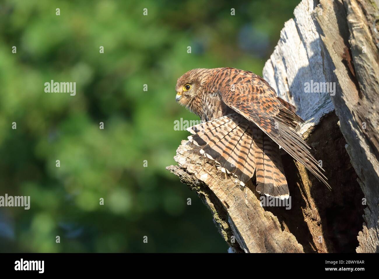The common kestrel is a bird of prey species belonging to the kestrel ...