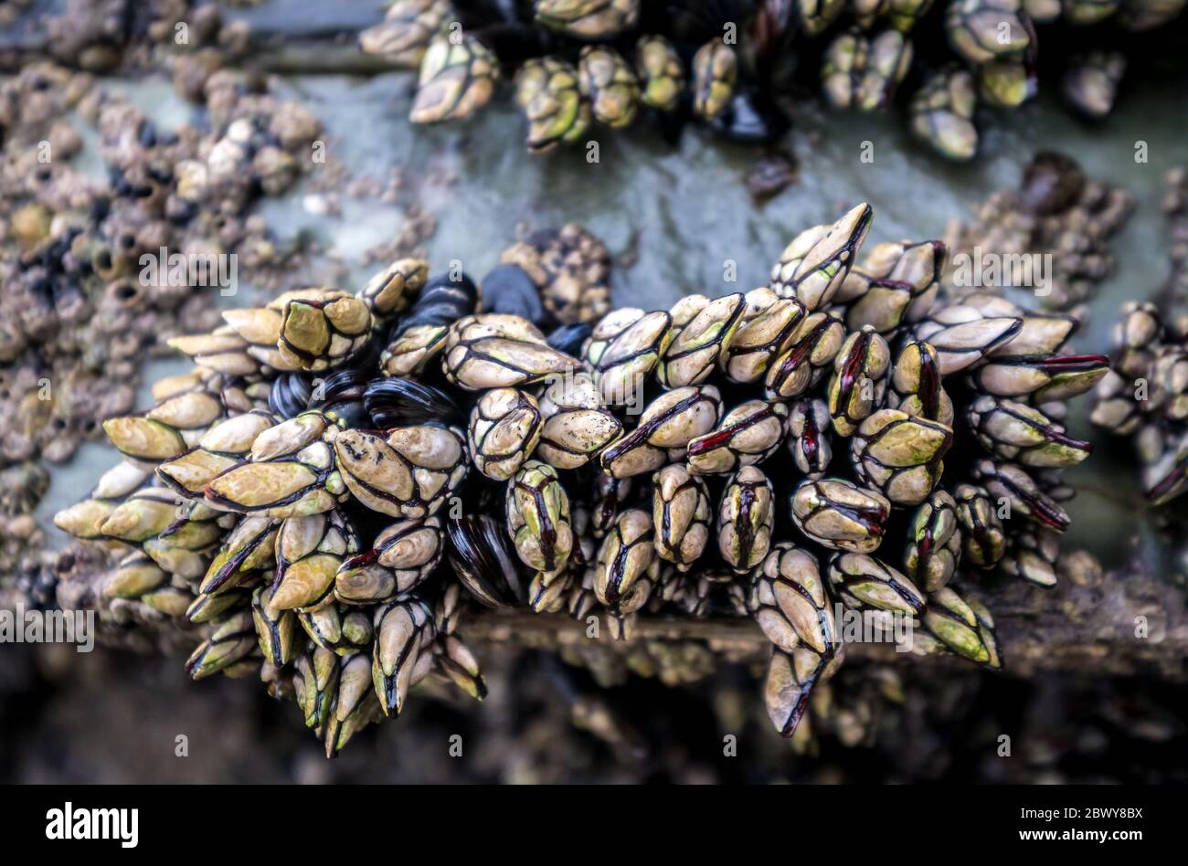 Percebes natural live barnacles on cliffs above the marine environment ...