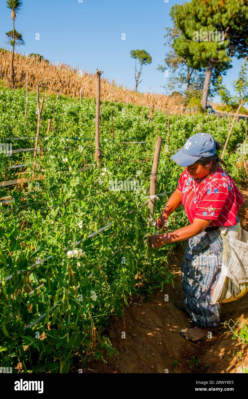 A farmer is harvesting sugar peas in a field in the highlands of ...
