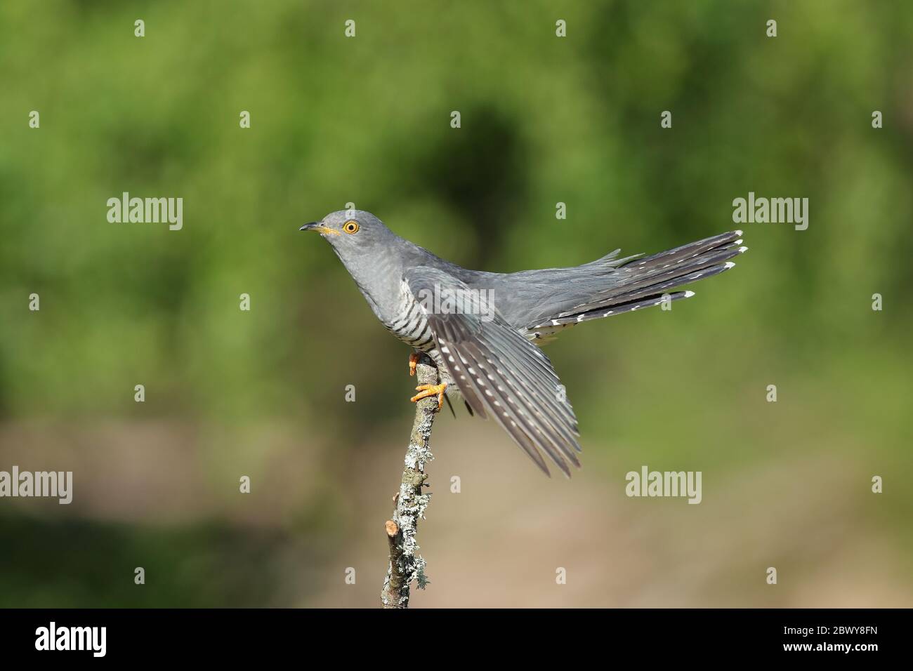 Cuculiformes order hi-res stock photography and images - Alamy