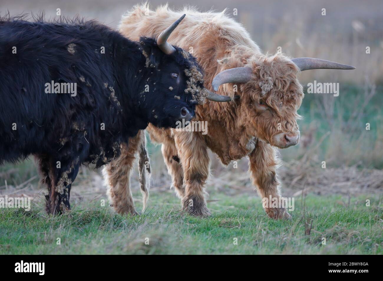 Scottish highland bulls hi-res stock photography and images - Alamy