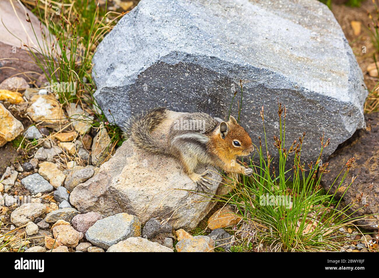 chipmunk foraging seeds off grasses in washington near large gray stone ...