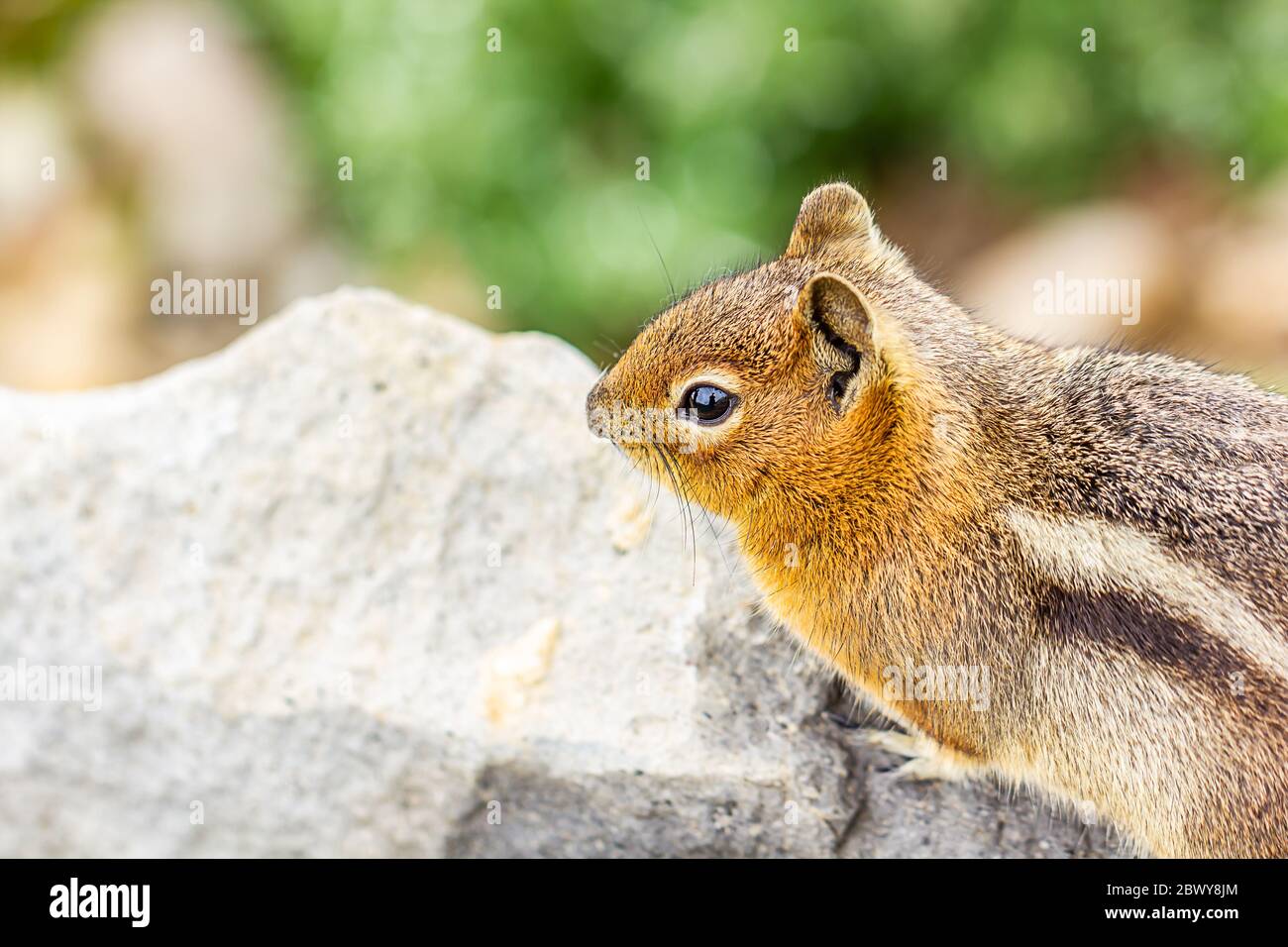 head and shoulder of small chipmunk looking out in patch of late summer ...