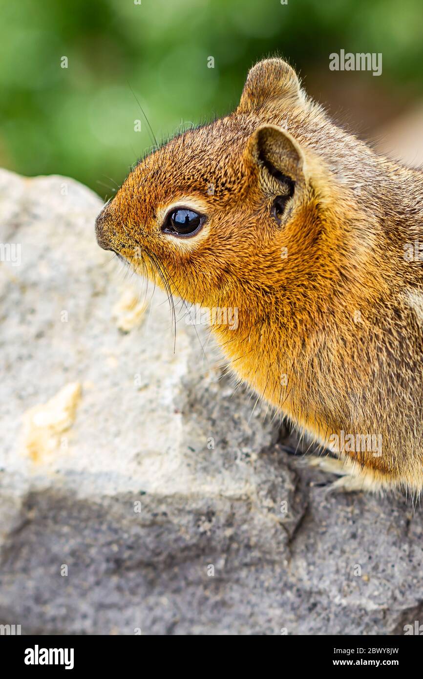 head and shoulder of small chipmunk looking out in patch of late summer ...